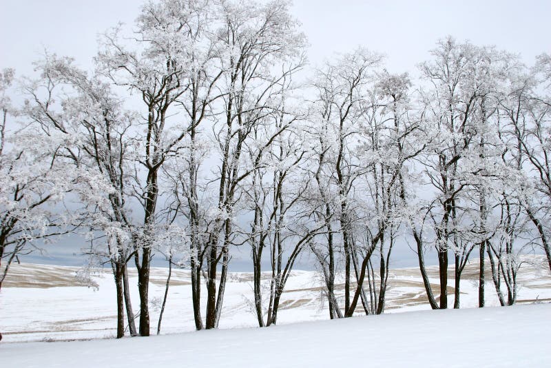Winter Treeline stock photo. Image of season, frozen, snow - 3859558