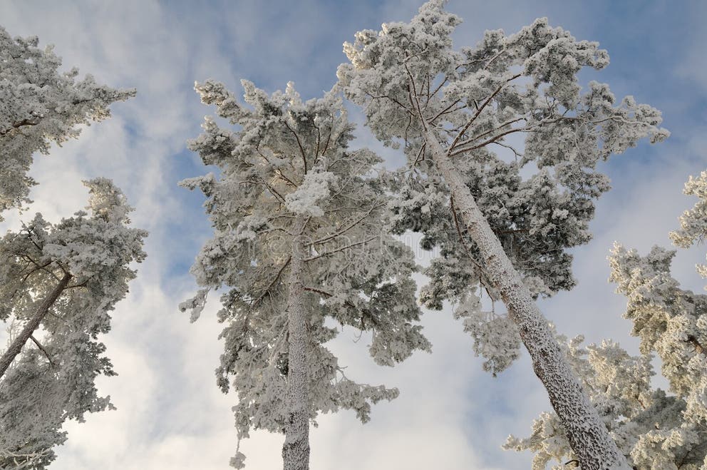 Winter trees stock image. Image of blue, fresh, white - 12615877