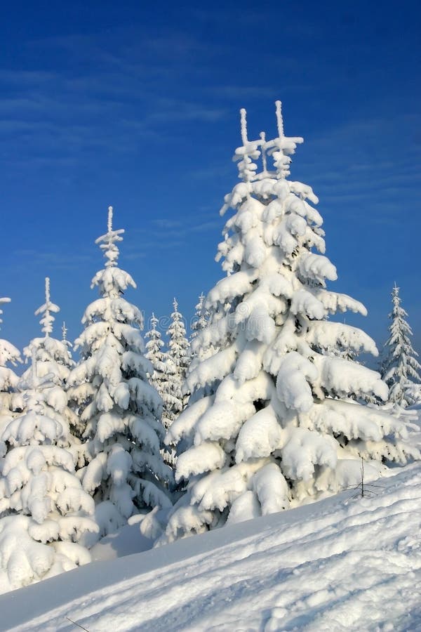 Snowy Woods stock photo. Image of festive, northern, haze - 3543108