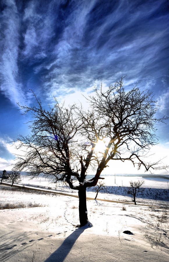 Winter trees stock image. Image of clouds, freeze, january - 17756089