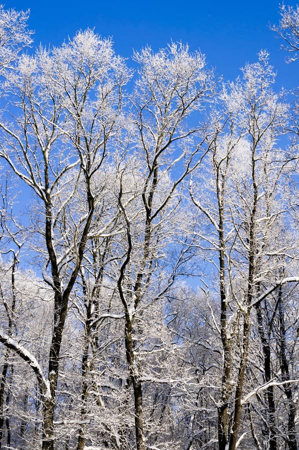 Winter trees stock photo. Image of tall, blue, broadleaved - 18125248