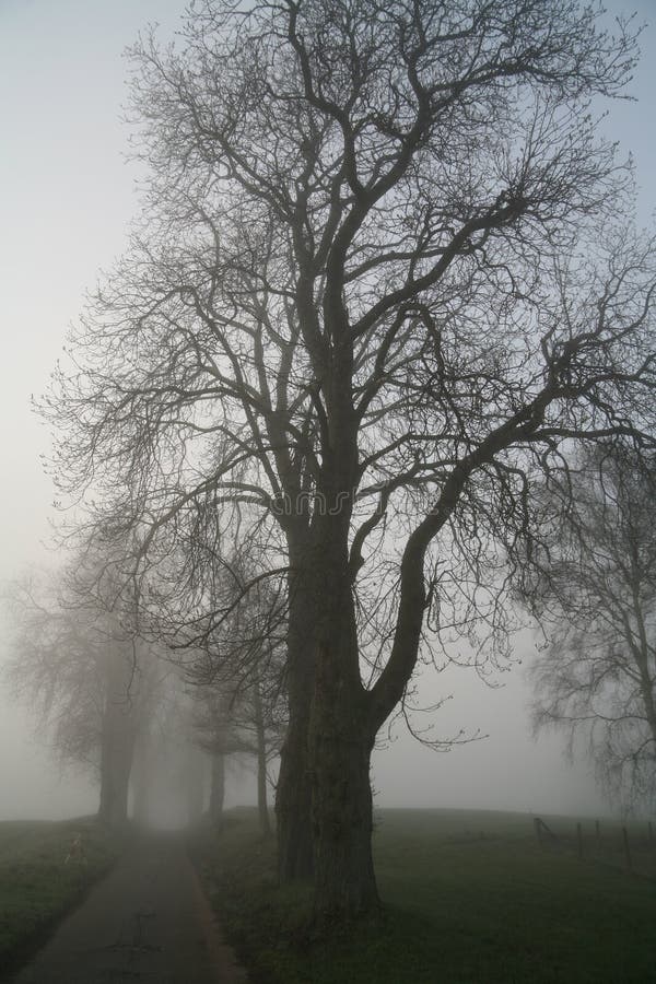 Winter trees stock image. Image of light, design, field - 1915491
