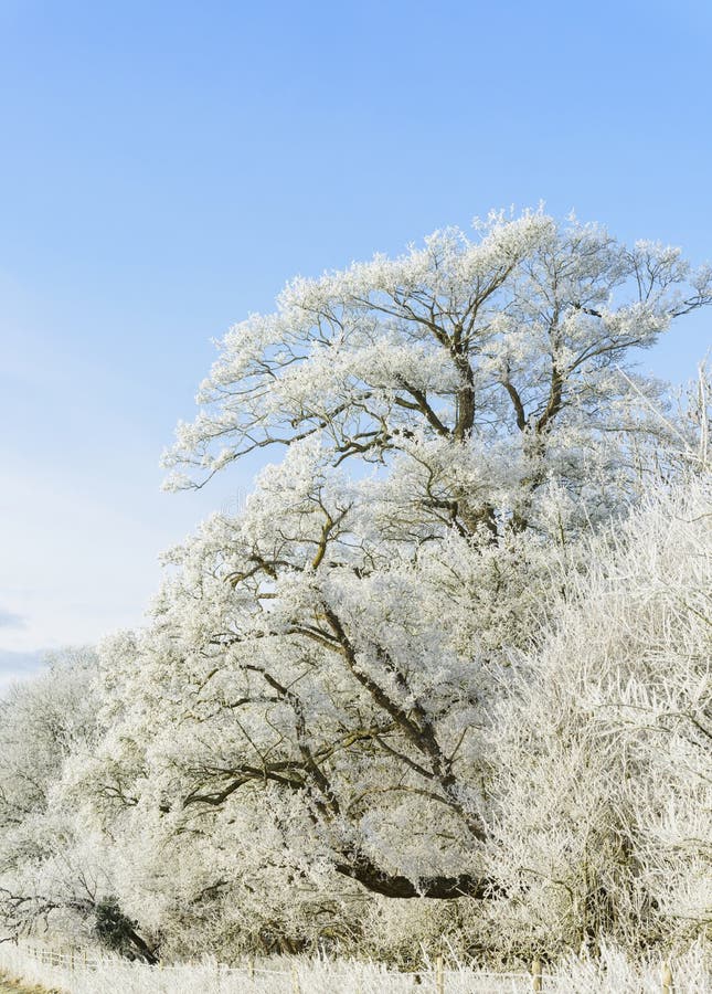 Winter trees stock image. Image of landscape, freezing - 28238549