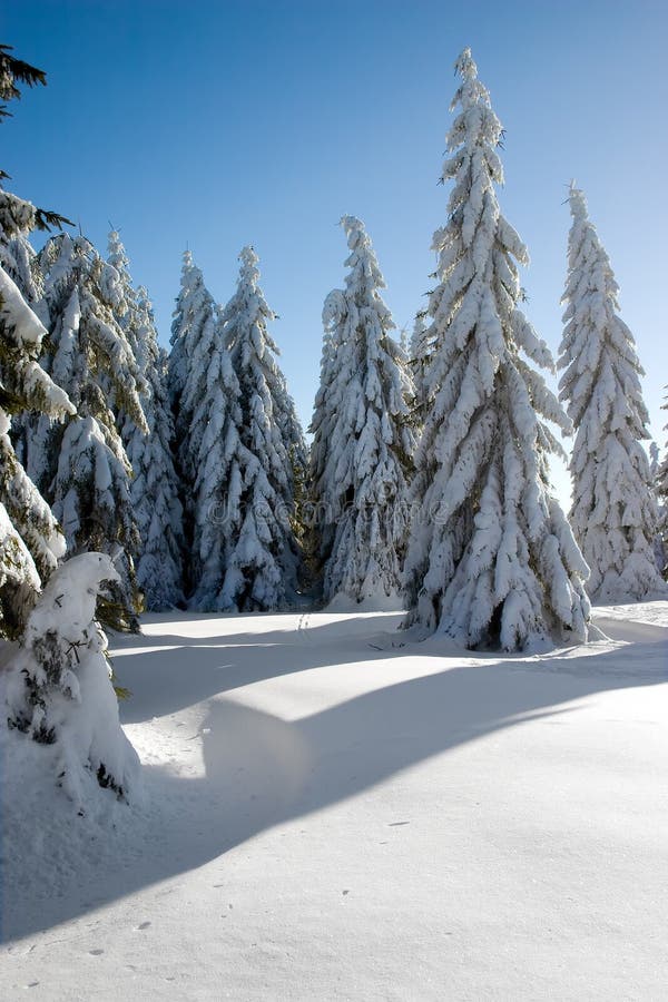Winter trees stock image. Image of urban, blue, beauty - 3496897