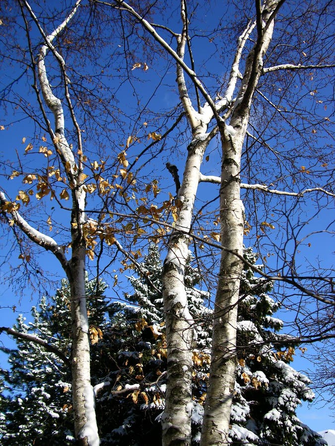 Birches in the Snow. stock image. Image of birch, aspen - 994347