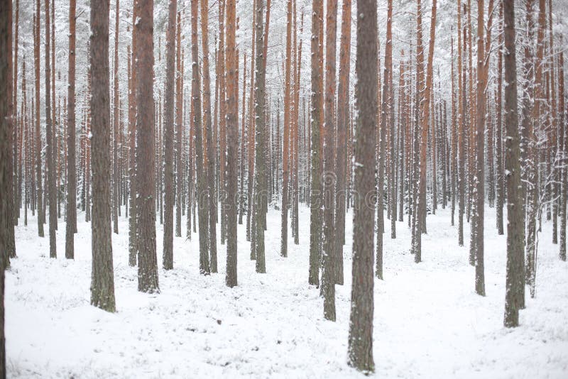 Beautiful Snowy Trunks of Birch Trees in Winter Forest Stock Image ...