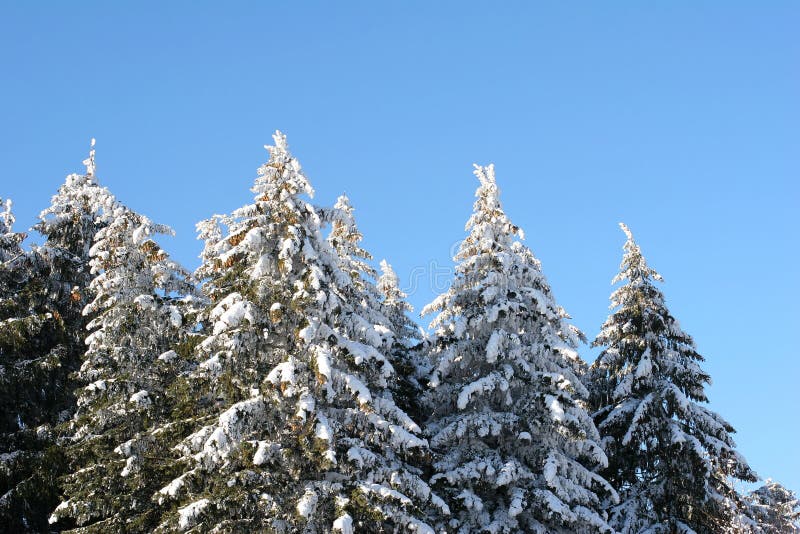 Winter trees stock image. Image of snowstorm, january - 4019717