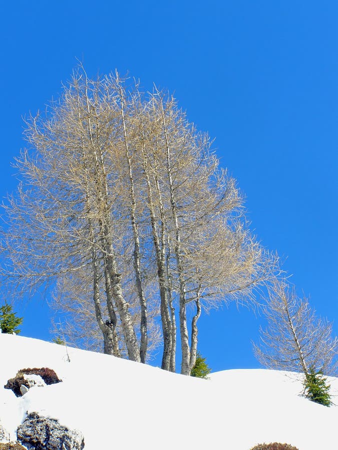 Winter Trees Picture. Image: 4408278