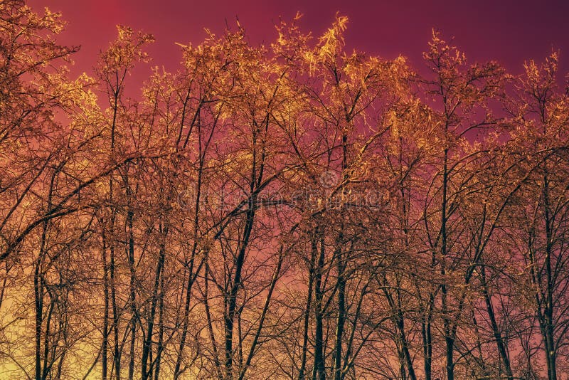 Winter Trees Against the Red Sky Stock Image - Image of beauty, color ...