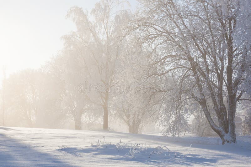 Winter trees in backlit stock image. Image of cloudless - 35613659