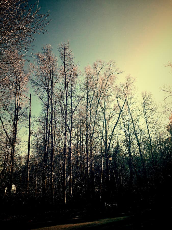 Winter trees stock image. Image of trees, bare, winter - 48720035