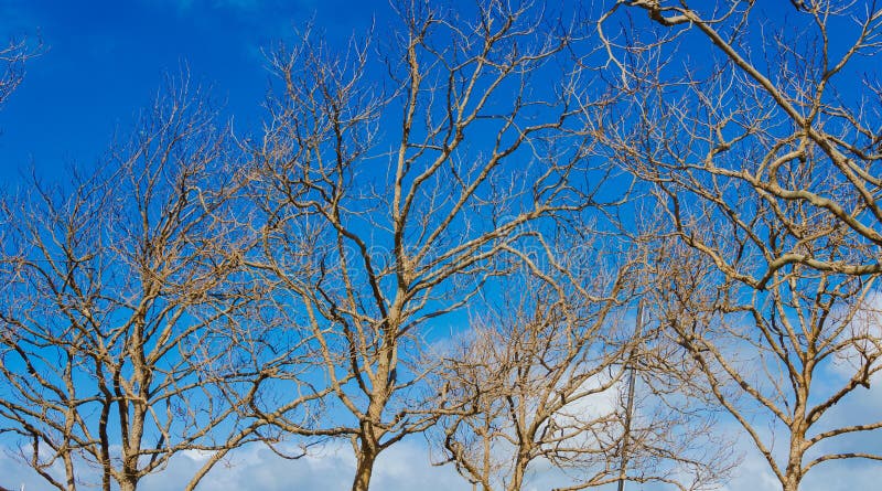 Winter Trees with Barren Branches Under Blue Sky Stock Photo - Image of ...