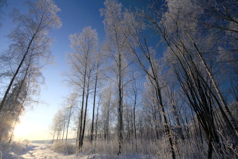 Winter trees and blue sky stock photo. Image of clear - 12336258