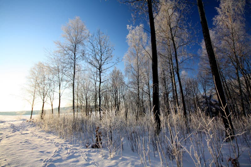 Winter trees and blue sky stock image. Image of frost - 12336325