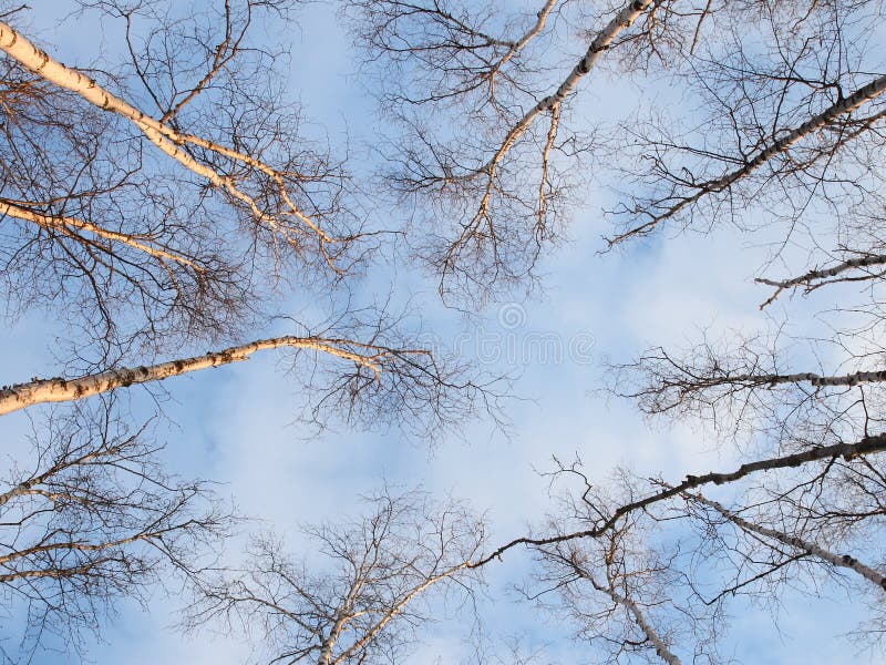 Winter trees on blue sky stock photo. Image of trees, perspective - 3993708