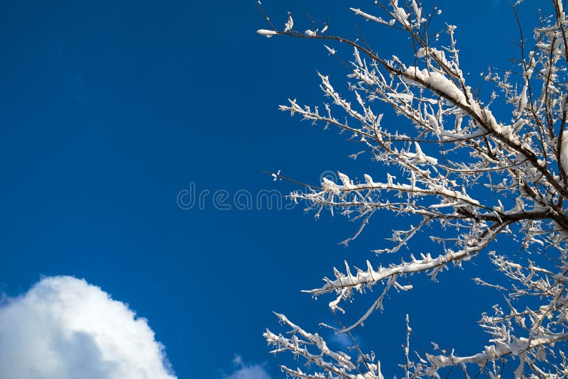 Winter Trees on Blue Sky with Copy Space Stock Photo - Image of snow ...