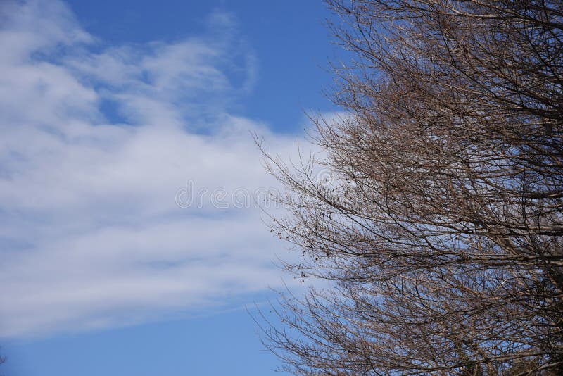 Winter Trees and the Sky and Clouds Stock Photo - Image of japan ...