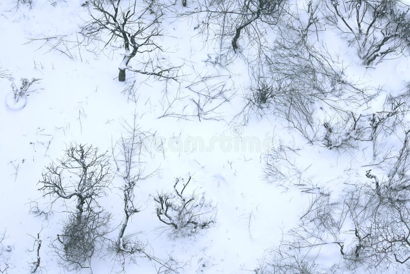 7,866 Bushes Top View Stock Photos - Free & Royalty-Free Stock Photos ...