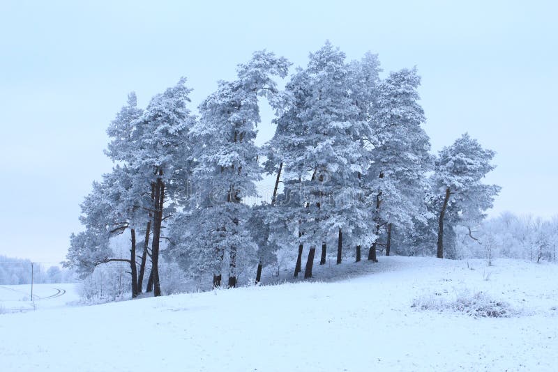 Winter with trees stock photo. Image of scene, rural - 48457472