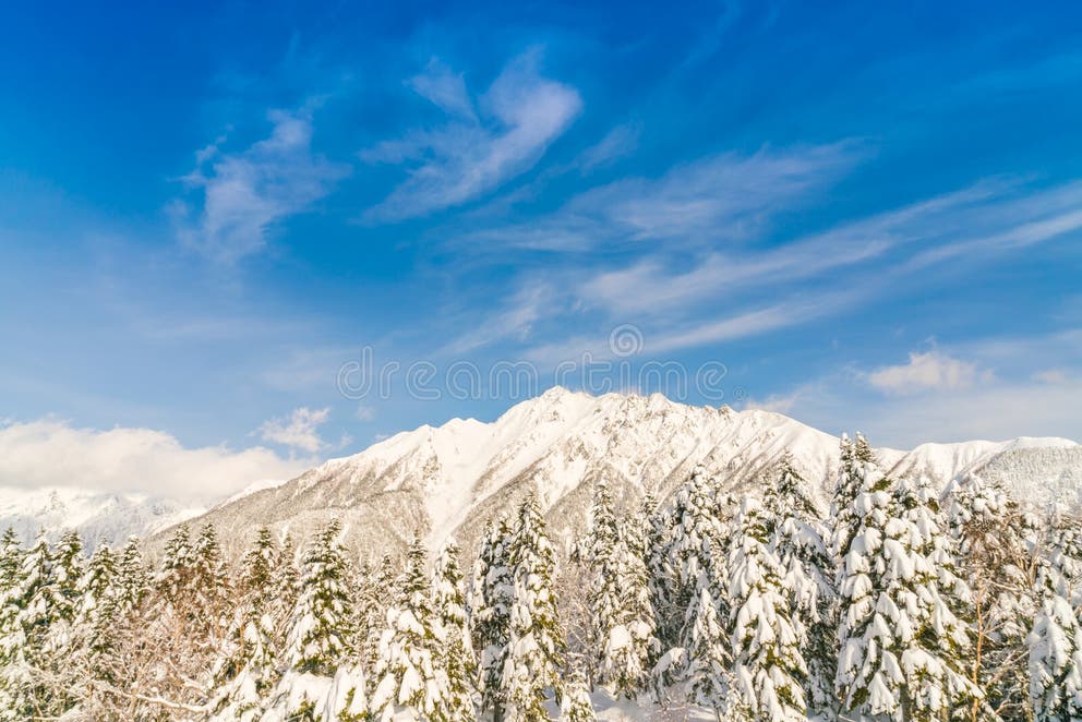 .Winter Trees Covered with Snow Stock Photo - Image of vivid, tree ...