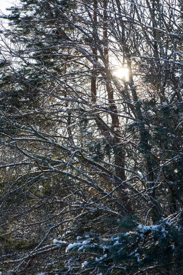 Winter Trees Covered with Snow in Cold Stock Image - Image of beautiful ...