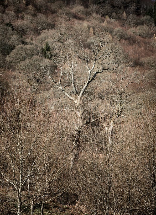 2,928 Faded Trees Photos - Free & Royalty-Free Stock Photos from Dreamstime