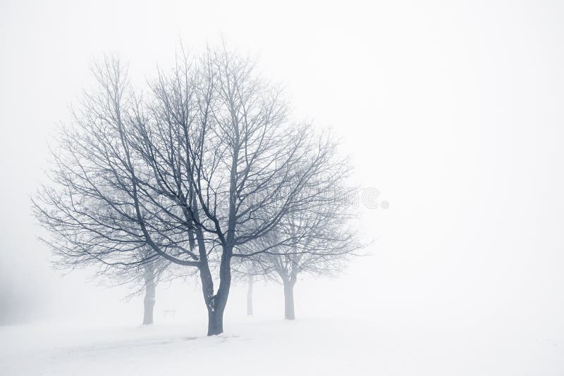 Winter Trees and Bench in Fog Stock Image - Image of mist, scenery ...