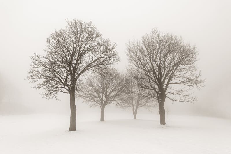 Winter tree in fog stock photo. Image of leafless, park - 31256240