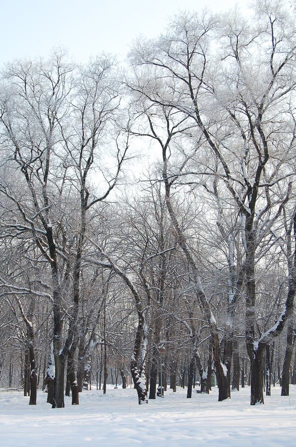 The Trees in the Forest are Covered with a Beautiful Layer of Snow ...
