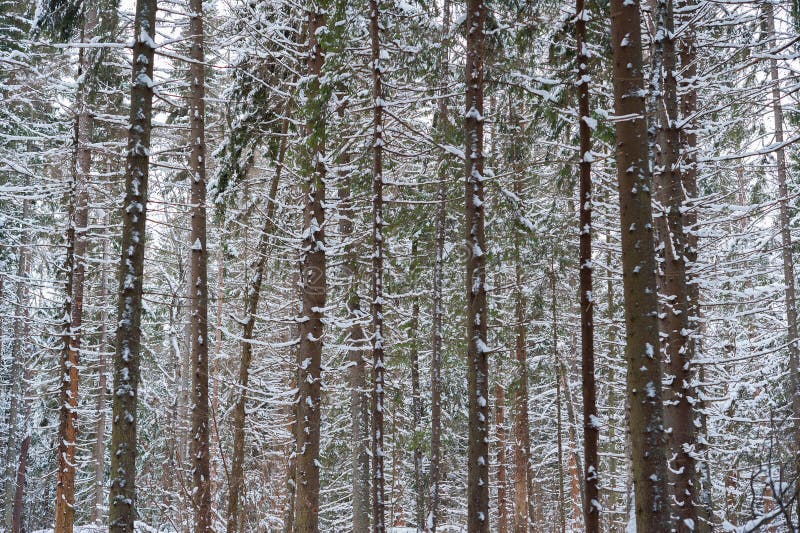 Winter trees forest stock image. Image of wallpaper, white - 38243945