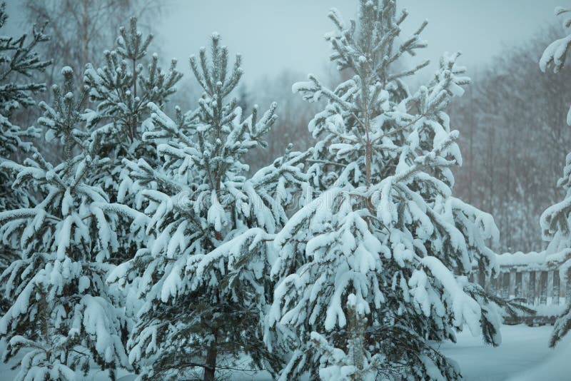 Winter Trees in the Forest Under the Snow Stock Image - Image of ...
