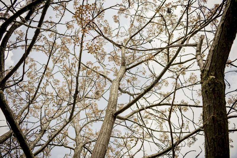 Winter Trees Forgot Their Leaves Stock Photo - Image of gold, grunge ...
