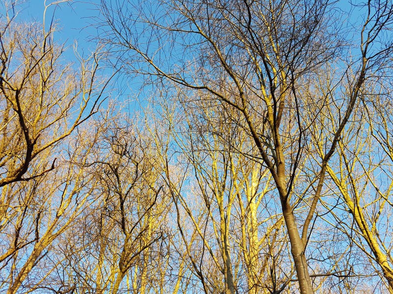 Winter Trees in Front of a Clear Blue Sky Stock Photo - Image of clear ...