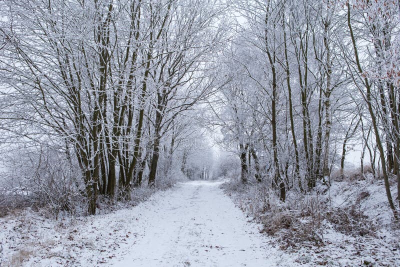 Winter Trees with Frozen Way Stock Photo - Image of trees, street: 85336488
