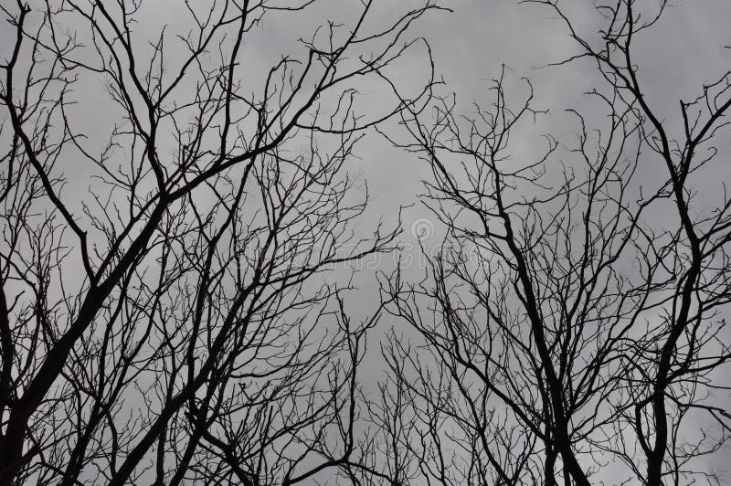 Winter trees gray sky stock image. Image of flora, spooky - 36096237