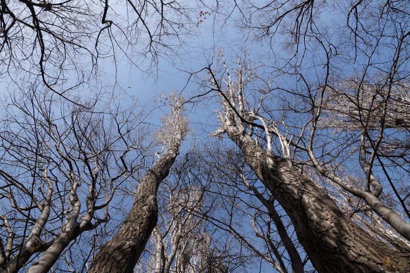 Winter Trees without Leaves on the Background of the Cloudy Sky Stock ...