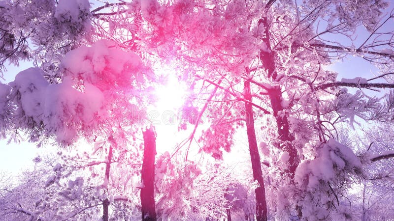 Winter Trees in the Park. Real Falling Snow. Stock Footage - Video of ...