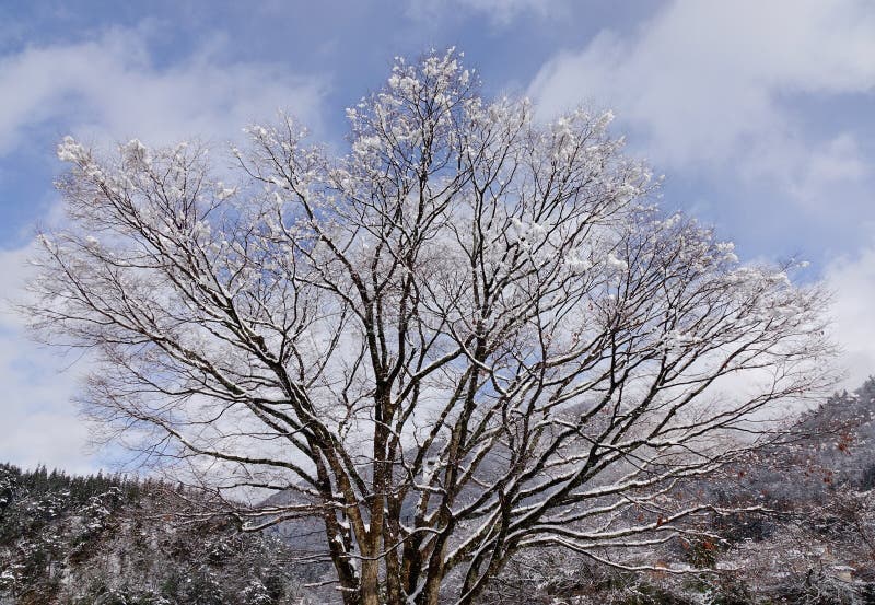 Winter Trees at the Park in Takayama, Japan Stock Photo - Image of ...