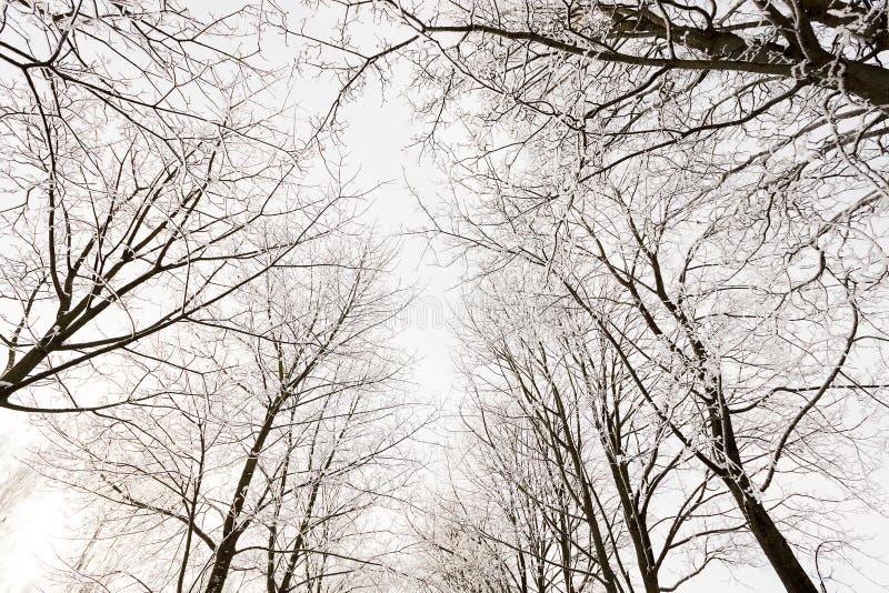 Winter trees stock photo. Image of plants, season, tree - 54569022