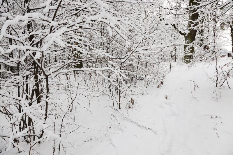 Winter trees stock photo. Image of branch, bare, landscape - 54750734