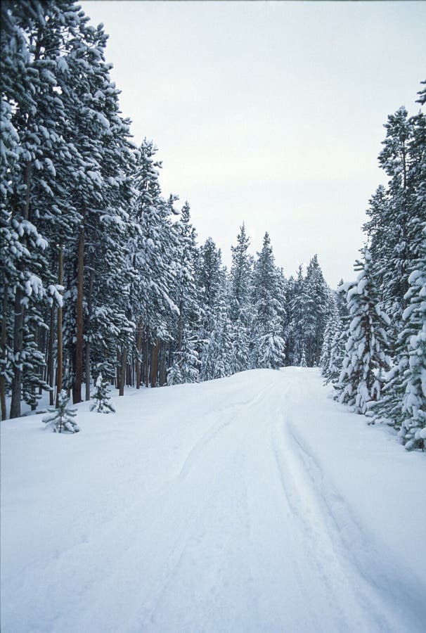 Winter trees and road stock photo. Image of mountains, winter - 376926