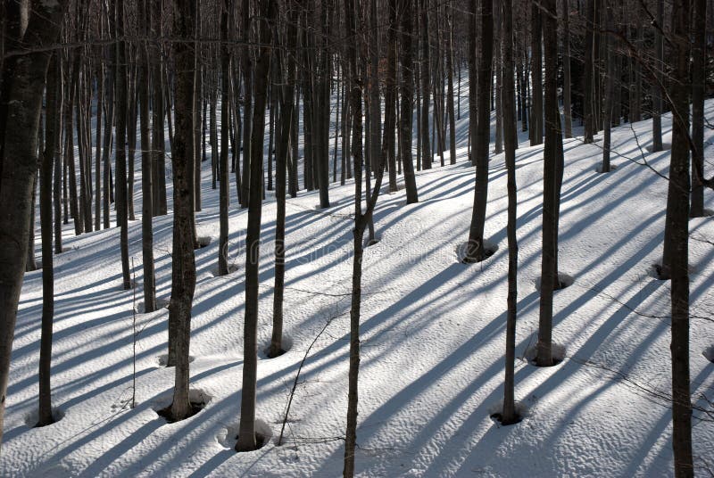 Winter trees with shadows stock image. Image of idyllic - 27747069