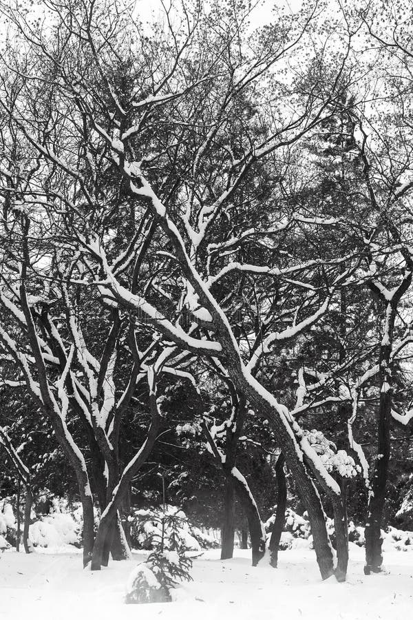 Black Trees Covered by White Snow in Winter, Abstract Background. Stock ...