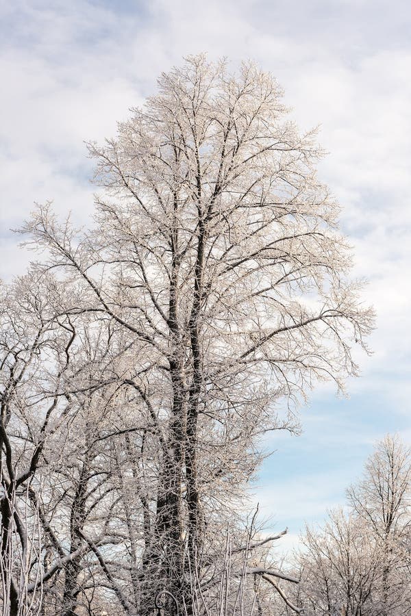 Winter trees on a cold day stock photo. Image of cool - 104154638