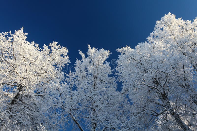 The Winter Trees with Snow and Deep Blue Sky Stock Image - Image of ...
