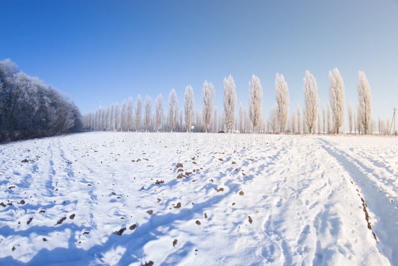 Winter Trees Snow Field Sun Stock Image - Image of landscape, chill ...