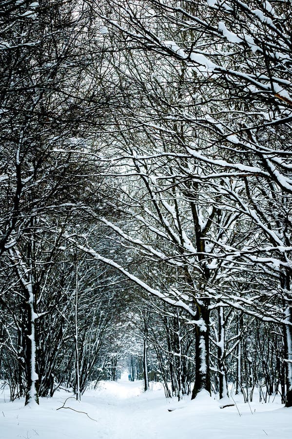 Winter trees in snow stock image. Image of forest, countless - 34151913