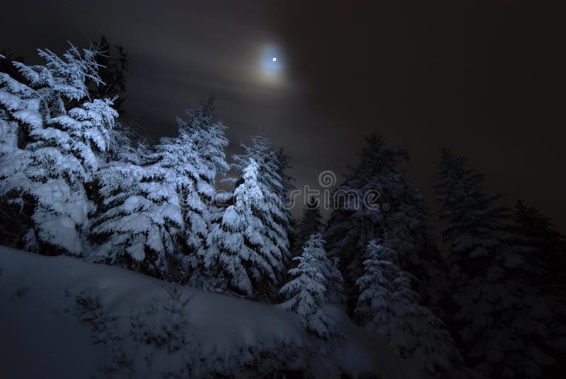 Winter Trees and Snow in Moonlight Stock Image - Image of holiday ...