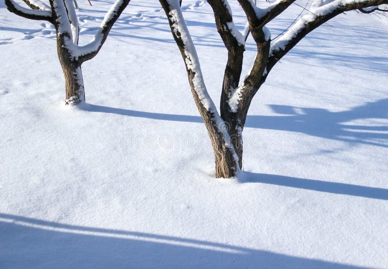Winter trees stock photo. Image of snowdrift, frost, tree - 38751182