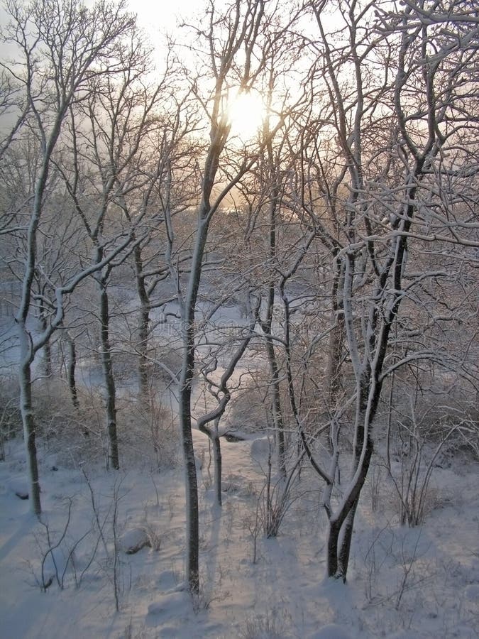 Winter trees with sun stock image. Image of weather, chilly - 93795951